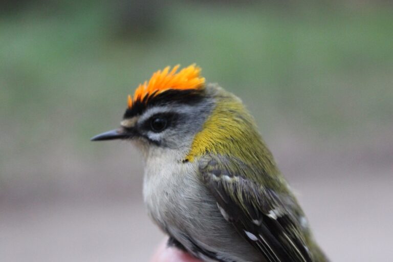 ZNICZKOWY WEEKEND – Ptaki Okolic Rogoźna